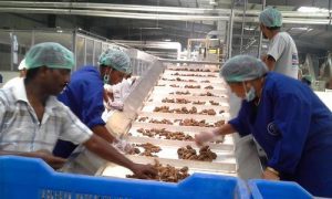 Ginger Processing Demystified: A Comprehensive Overview