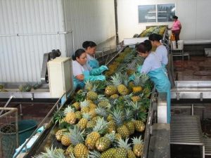 How Can a Pineapple Processing Plant Help in Extracting Juice?